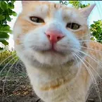 Universal Script 📌 | Parvus Hub — Roblox Scripts | ScriptBlox