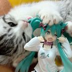 Universal Script 📌 | Keyless mobile dex — Roblox Scripts | ScriptBlox