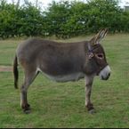 [🎄] RIVALS | Tbao Hub — Roblox Scripts | ScriptBlox