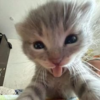 Universal Script 📌 | WindUI Library — Roblox Scripts | ScriptBlox