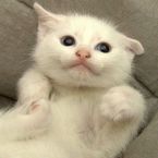 Universal Script 📌 | Optimized DEX for Solara — Roblox Scripts | ScriptBlox