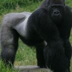 Addictive Banana Game | free product — Roblox Scripts | ScriptBlox