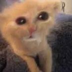 Universal Script 📌 | Full Bright — Roblox Scripts | ScriptBlox