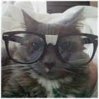 Universal Script 📌 | Get all gamepass free read desc — Roblox Scripts | ScriptBlox