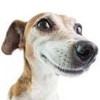 Universal Script 📌 | Rewind time — Roblox Scripts | ScriptBlox