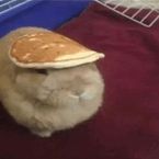 Universal Script 📌 | Quwy AI — Roblox Scripts | ScriptBlox