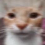 u/blitz | ScriptBlox