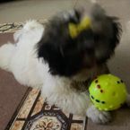 Fling Things and People | FTAP script (no menu) — Roblox Scripts ...