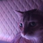 Run Hide Fight [UPD] | Sigma RHF — Roblox Scripts | ScriptBlox