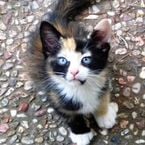 The Strongest Battlegrounds | TSB Gojo V2 Moveset Has Custom Avatar ...