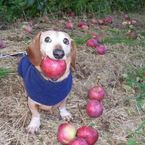 Pilot Training Flight Simulator | script — Roblox Scripts | ScriptBlox