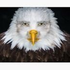 Universal Script 📌 | HexaHub Alt Control — Roblox Scripts | ScriptBlox