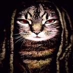 Universal Script 📌 | FE HAT ORBIT — Roblox Scripts | ScriptBlox