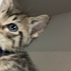 Universal Script 📌 | shaders hud — Roblox Scripts | ScriptBlox