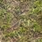 Pilgrammed | Auto Parry — Roblox Scripts | ScriptBlox