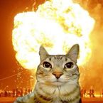 Universal Script 📌 | Infinite health — Roblox Scripts | ScriptBlox