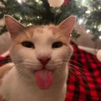 Human Kebabs 🍖 | Loop tp behind made by *Ticlr — Roblox Scripts ...