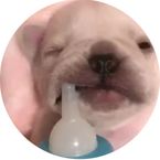 Universal Script 📌 | Shiftlock — Roblox Scripts | ScriptBlox