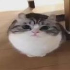 Universal Script 📌 | Stigma For Backdoors (NOT UPDATED ANYMORE) — Roblox Scripts | ScriptBlox