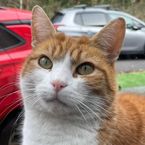 Warrior Cats: Ultimate Edition | SS Script GUI — Roblox Scripts ...