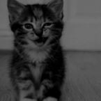 Universal Script 📌 | FE PERMANENT DEATH — Roblox Scripts | ScriptBlox