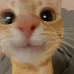 Universal Script 📌 | Fe Touch Fling Gui Op — Roblox Scripts | ScriptBlox