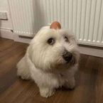 Universal Script 📌 | sUNC Test — Roblox Scripts | ScriptBlox