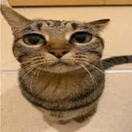 Eternal Towers of Hell | CattHub — Roblox Scripts | ScriptBlox