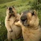 Universal Script 📌 | HTTP Spy | Xeno & Solara support — Roblox Scripts | ScriptBlox