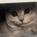 Webbed! [2 Player Obby] | Webbed | Acro Hub — Roblox Scripts | ScriptBlox