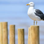 Universal Script 📌 | Secret service panel — Roblox Scripts | ScriptBlox