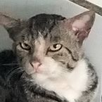 Flex Your FPS And Ping! | Flex Your FPS and ping OP SCRIPT — Roblox ...