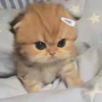 Aura Troll Slap Tower | Auto Win And Aura And Get Item — Roblox Scripts ...