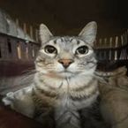 Pixel Blade [QUESTS!] | OP KEYLESS KILL AURA SCRIPT — Roblox Scripts | ScriptBlox