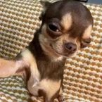 Universal Script 📌 | Fe Invincible fly in mobile — Roblox Scripts ...