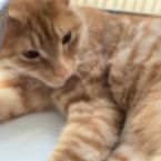 Forsaken | Auto Block V2 for Guest 1337 by Hecker — Roblox Scripts | ScriptBlox