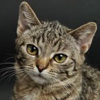 Universal Script 📌 | sigma detector — Roblox Scripts | ScriptBlox