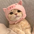 ⛏️Dig to Save Brainrot | Inf Farm Auto Win Auto Collect Items and MORE — Roblox Scripts | ScriptBlox