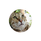 Universal Script 📌 | Bastets GUI V5 Require — Roblox Scripts | ScriptBlox