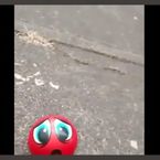 Universal Script 📌 | Tiger X Hub V4 — Roblox Scripts | ScriptBlox