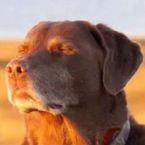 Universal Script 📌 | 1nd0k1dd script f3x gui — Roblox Scripts | ScriptBlox