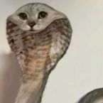 Universal Script 📌 | Ink Game Ringta by me — Roblox Scripts | ScriptBlox