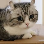 [🎄] 99 Nights in the Forest 🔦 | VoidWare Best script — Roblox Scripts ...