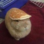 Universal Script 📌 | PRINT OP HELLO WORLD — Roblox Scripts | ScriptBlox