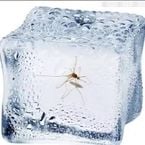 [BETA] BloxStrike | Simple blox strike 2d esp — Roblox Scripts | ScriptBlox