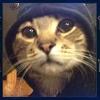 Universal Script 📌 | XVC Hub 170 Games Keyless — Roblox Scripts | ScriptBlox