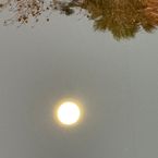 Universal Script 📌 | script of sab — Roblox Scripts | ScriptBlox