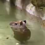 [🎃] Elimination | Eliminition Script Keyless — Roblox Scripts | ScriptBlox