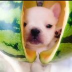 Script hub | Vertex Z — Roblox Scripts | ScriptBlox