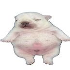 Universal Script 📌 | Pshade ultimate — Roblox Scripts | ScriptBlox